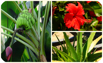 The Africa Uganda Plants Guide