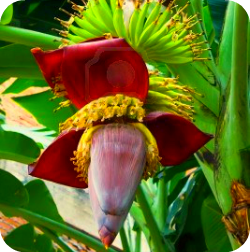 How to grow bananas in Uganda